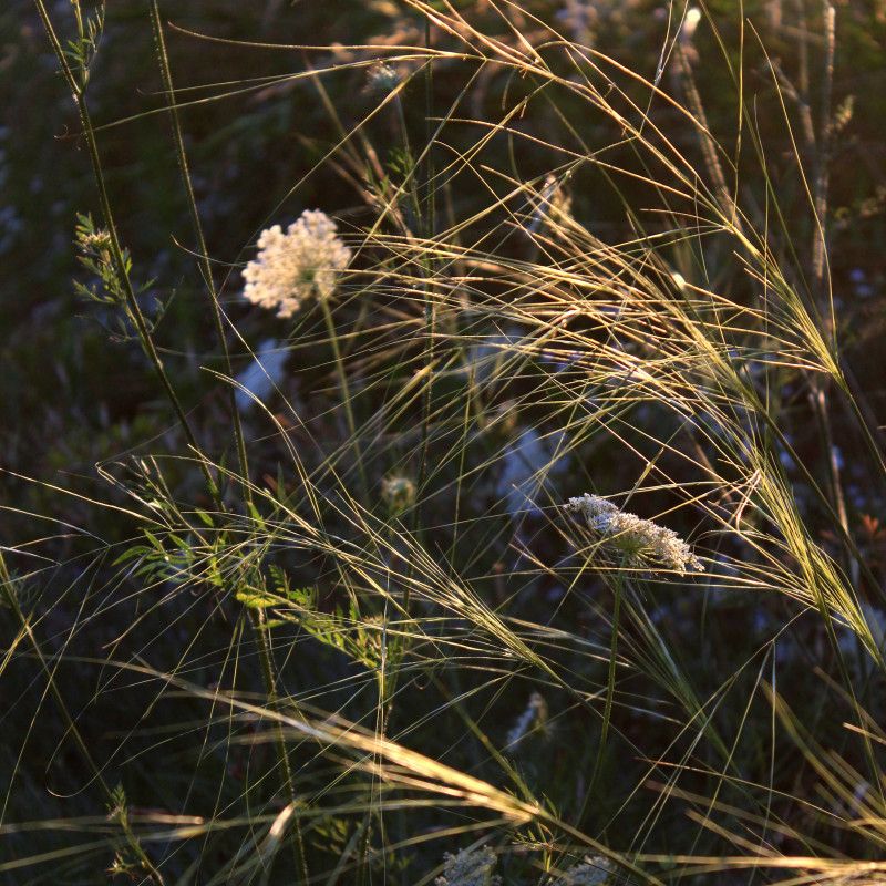 Graminée moyenne, Stipa capillata