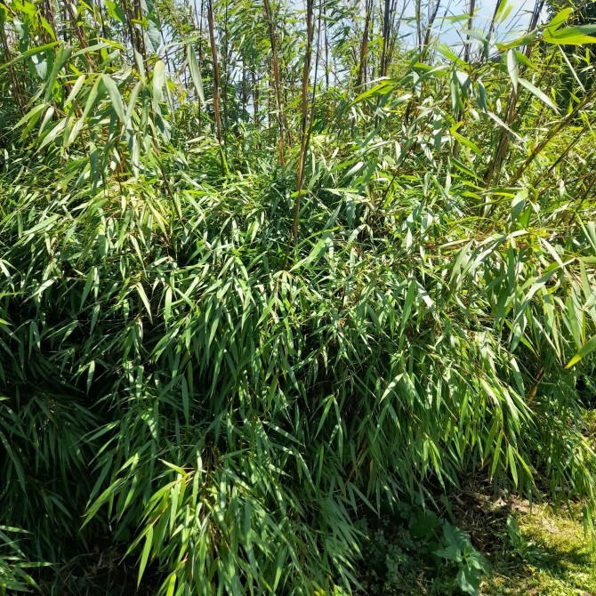 Fargesia rufa, ou scabrida 'Asian Wonder' Bambou